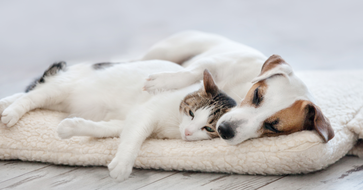 動物病院の院長と採用課題解決に向けて伴走をするカスタマーサクセス大募集！ - 株式会社TYLの法人営業の採用 - Wantedly