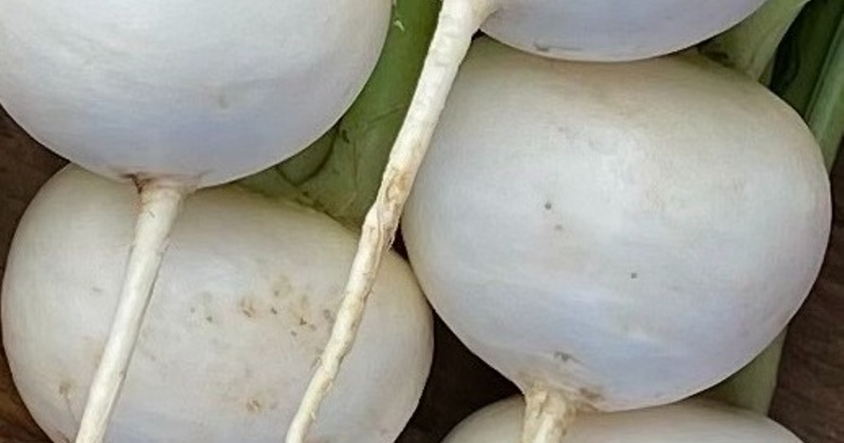 新規サービス開始。フロントエンジニア経験浅くても歓迎します！ - 合同会社REPOCのWebエンジニアの採用 - Wantedly