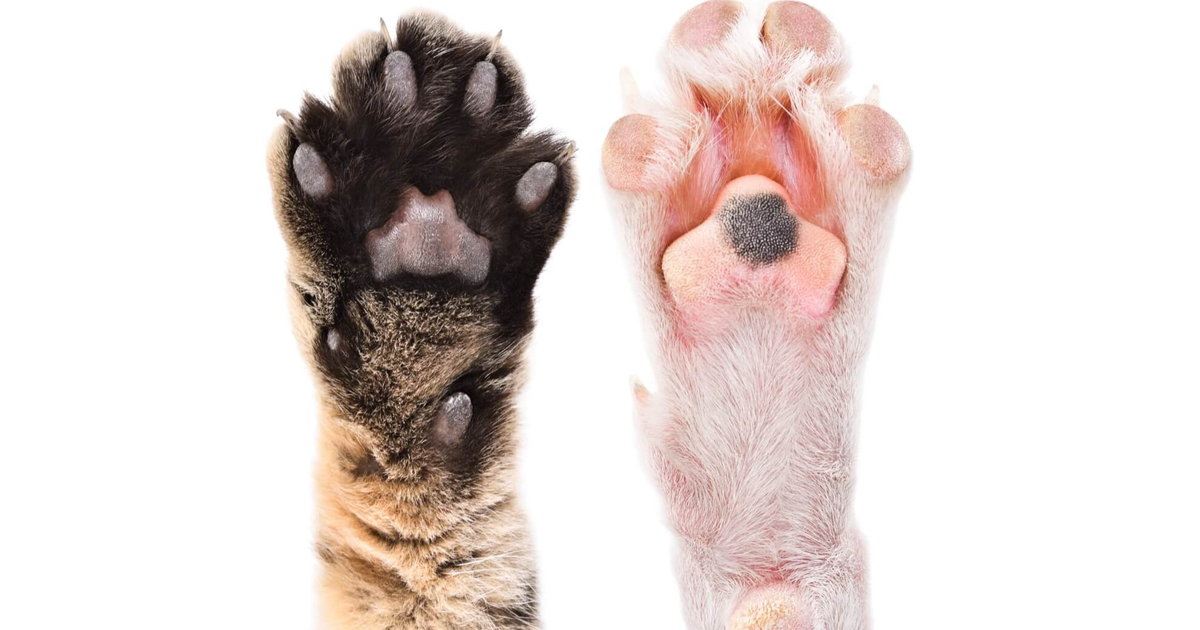 SEOマーケター募集！少数チームでスピード感持ってやれます！ - 株式会社TYLのWebマーケティングの採用 - Wantedly