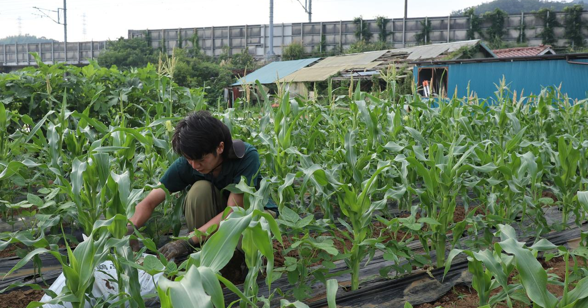 半農半X X＝ITかもしれない。農業にもITにも携わる - 合同会社REPOCのWebエンジニアの採用 - Wantedly