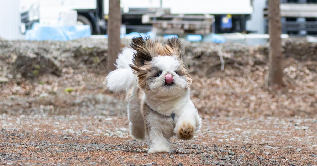 PHPer募集！一緒に自社サービスを大きくしませんか？ - 合同会社aciassのWebエンジニアの採用 - Wantedly