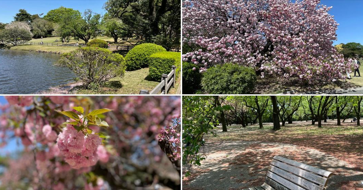 【渋谷さんぽ】新宿御苑までおでかけ編 | 株式会社AINEXT