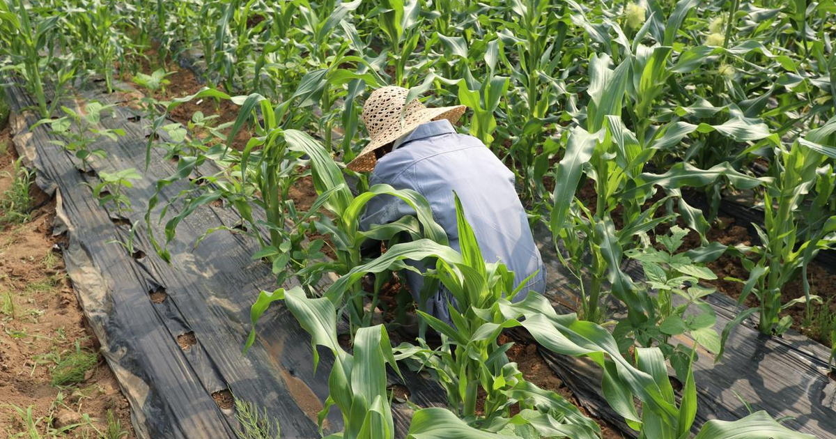 React/Vue大歓迎!一次産業向けサービス作りましょう! - 合同会社REPOCのWebエンジニアの採用 - Wantedly