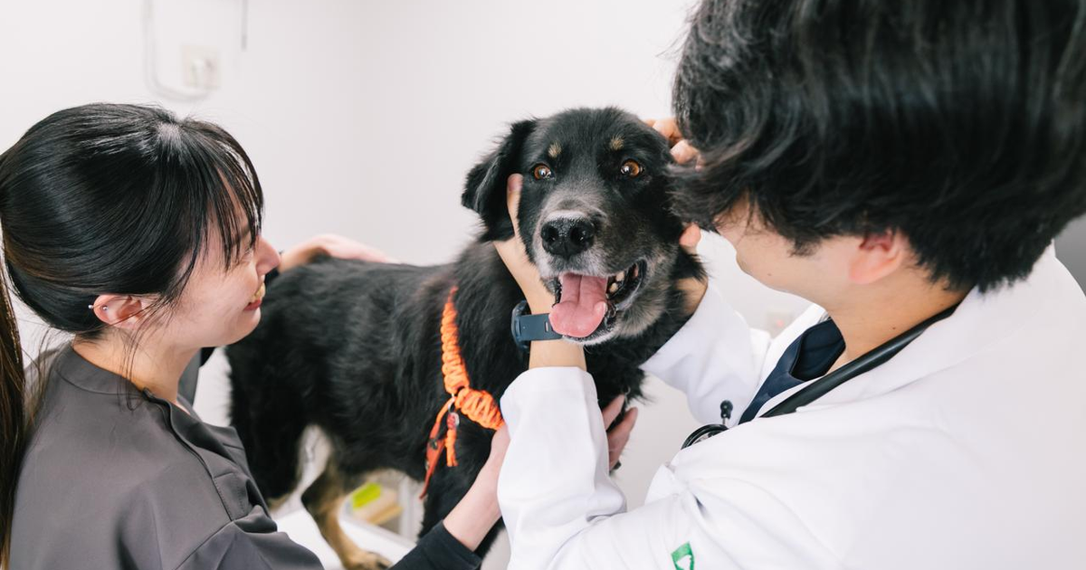 CS組織の構築から、いずれはtoC向けアプリとの接続。そこまでやるCSです - A'alda Japan株式会社のカスタマーサクセスの採用 - Wantedly