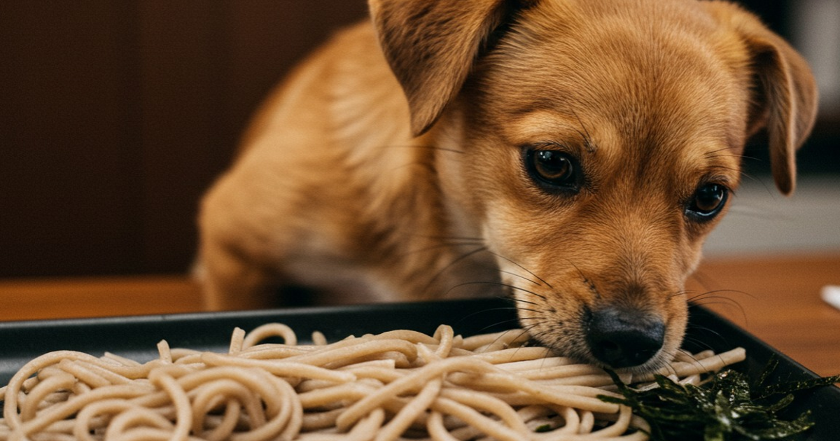 TypeScript/React.js/Node.js！エンジニア募集！！ - 合同会社aciassのWebエンジニアの採用 - Wantedly