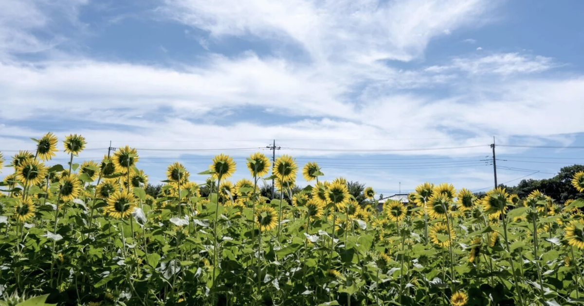 技術ブログ：noteのiOSアプリから40%以上あったObjective-Cのコードが消えた | note株式会社