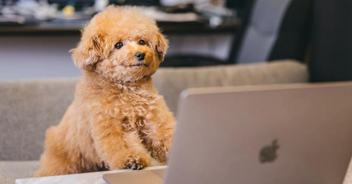 東京、練馬区｜Webアプリ開発や基幹システム保守を担うエンジニア募集中！ - 株式会社SYSTEM SERVERのWebエンジニアの採用 ...