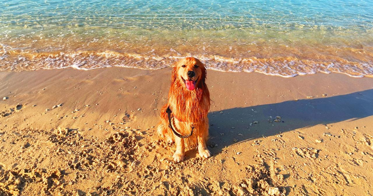 TypeScript/React.js/Node.jsで経験積みませんか？ - 合同会社aciassのWebエンジニアの採用 - Wantedly