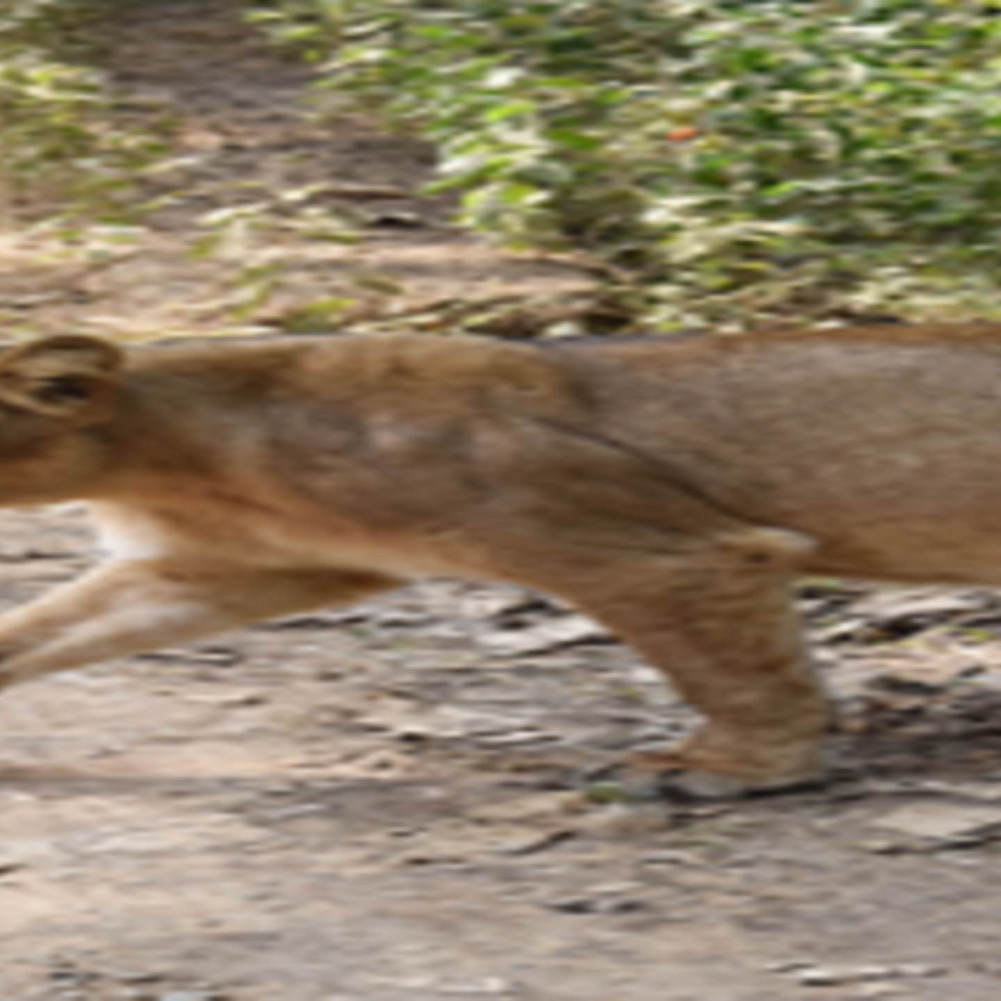 Gir Lionの会社情報 - Wantedly