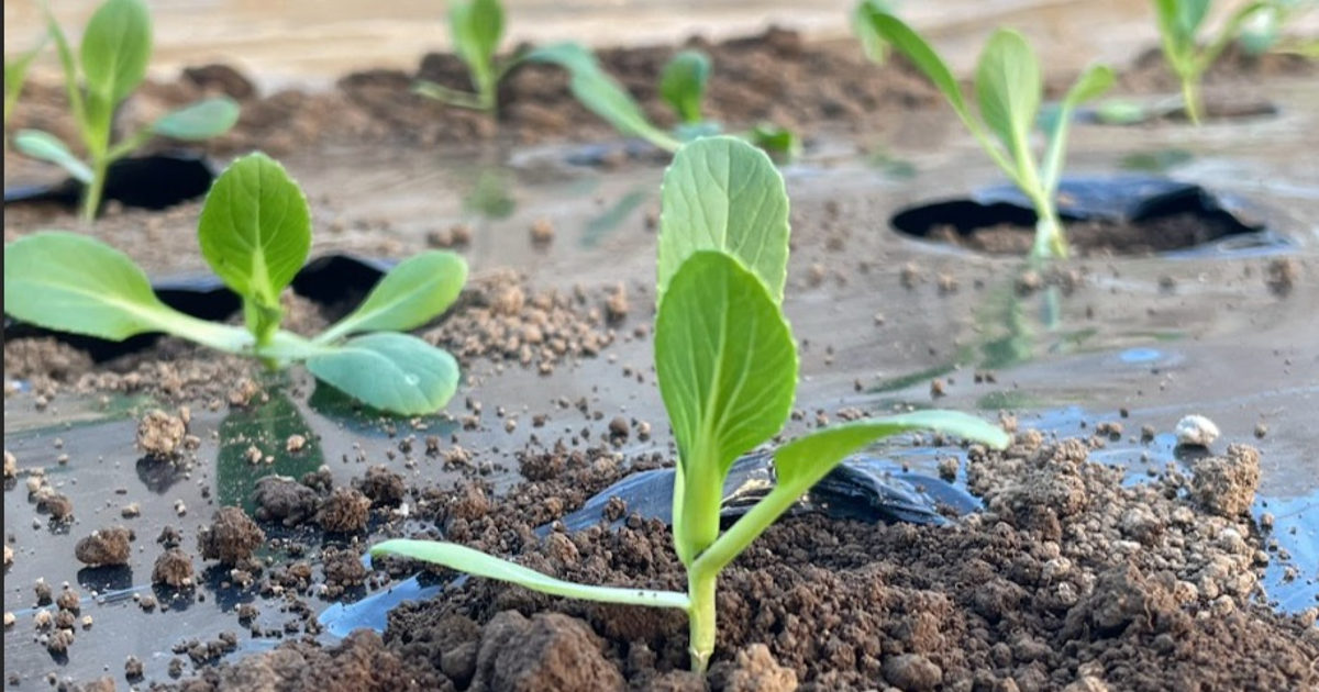 2024年IT×地方創生新規サービス企業。エンジニア経験浅くても歓迎します - 合同会社REPOCのWebエンジニアの採用 - Wantedly