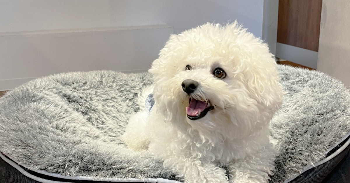 ペット業界の新定番！サービスを届けるSNS・PR・WEB集客担当 - GOODBOY Inc.のマーケティング・PRの採用 - Wantedly