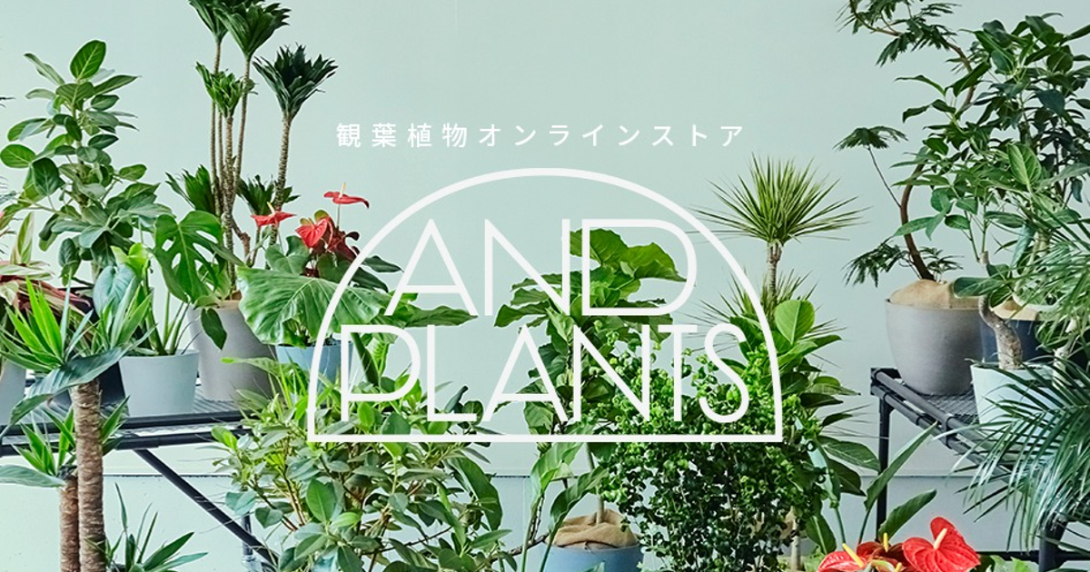 TikTokの企画〜制作〜投稿／観葉植物D2Cブランド／手を動かせる方募集 - 株式会社DomuzのWebマーケティングの採用 - Wantedly