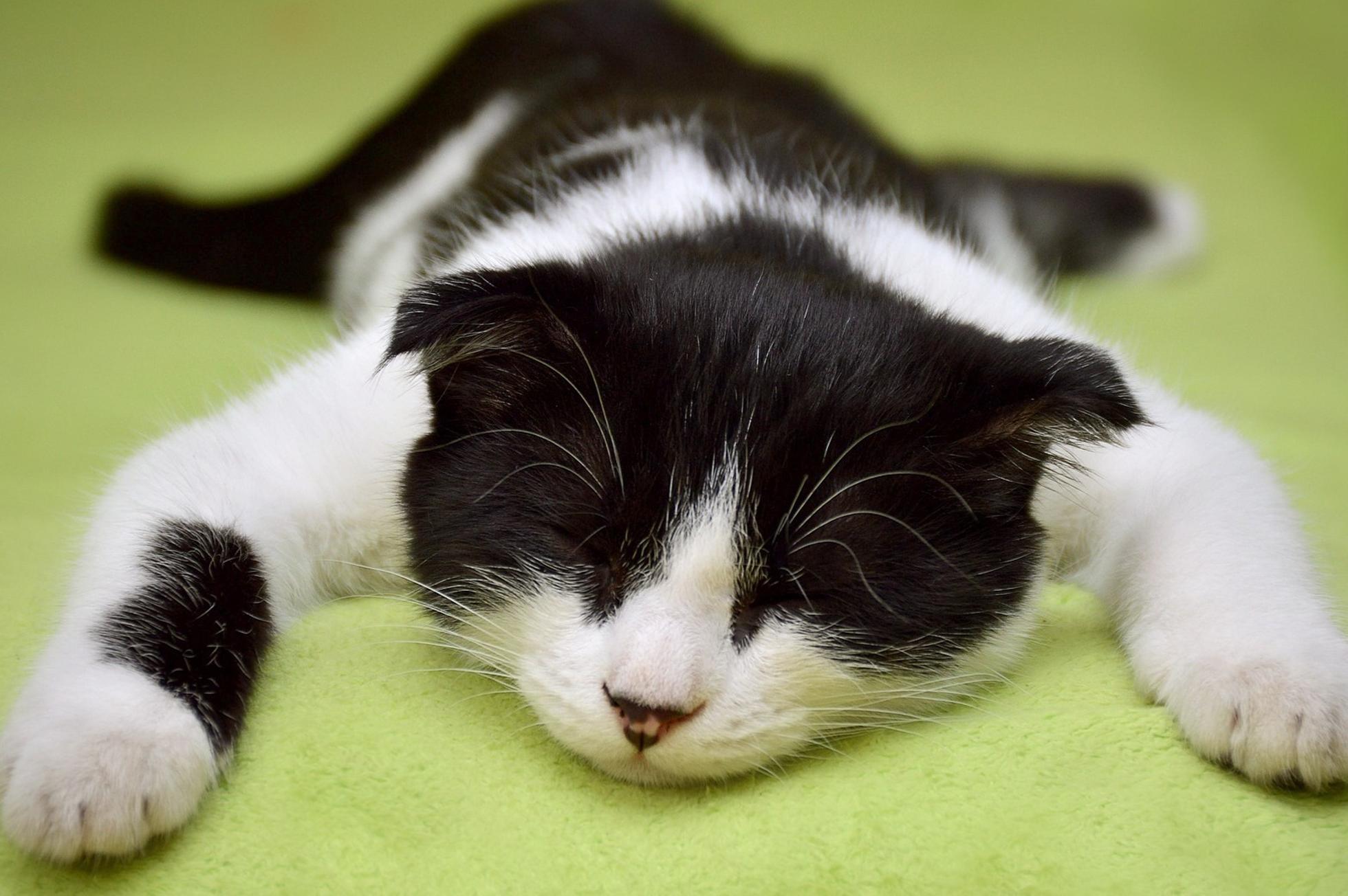 大手顧客経験！PMキャリアを積みたいエンジニア募集！ - 株式会社SIMULA Labsのプロジェクトマネージャーの採用 - Wantedly