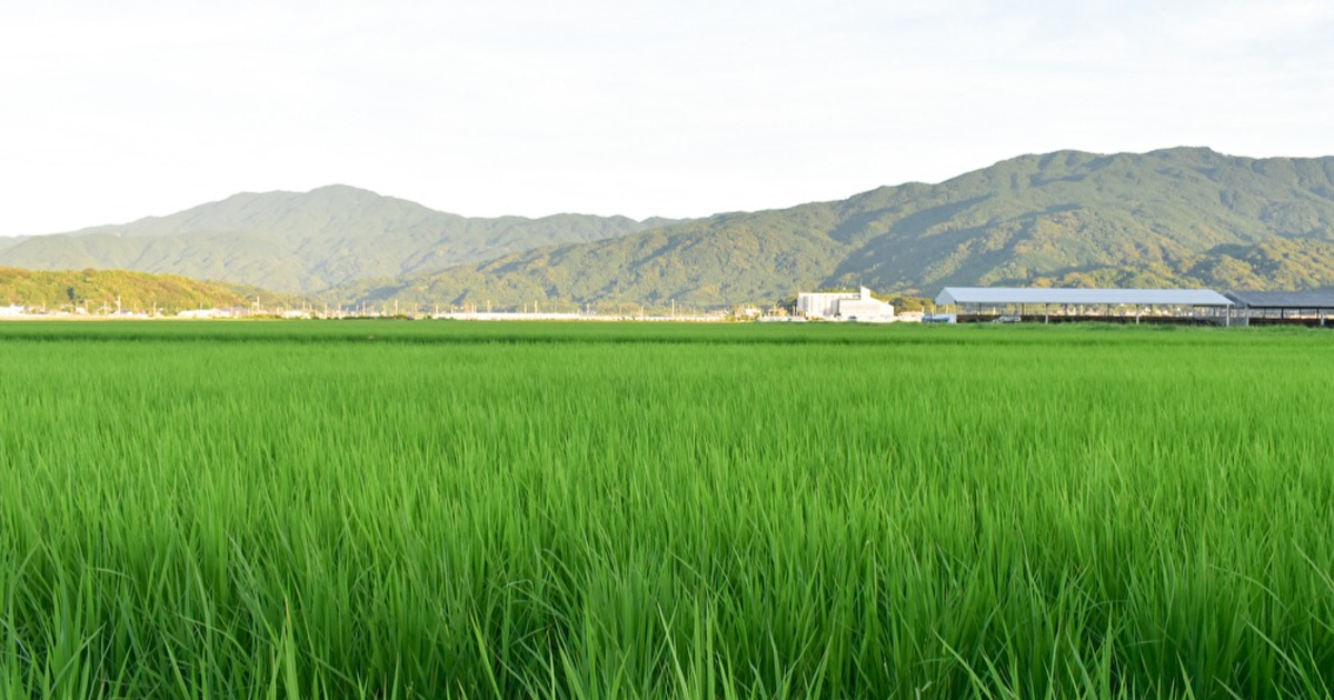 食の宝庫九州の旬を全国に届けよう！ECサイトの企画営業メンバー募集！ - emma. Inc.の法人営業の採用 - Wantedly