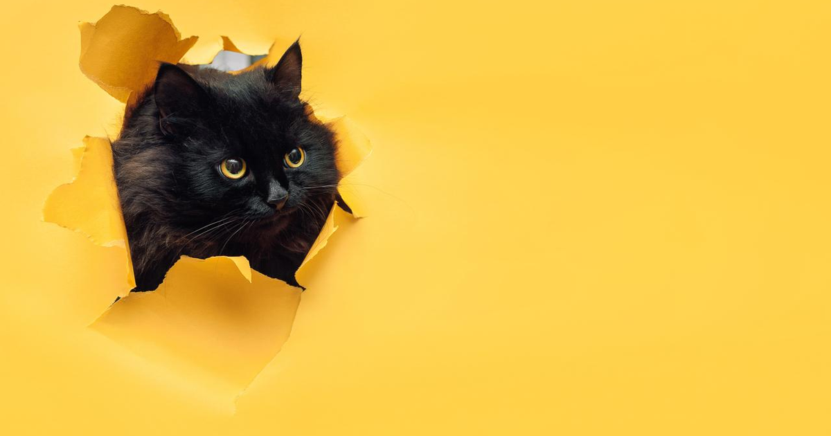 Webマーケ／CRMで事業に貢献！理系出身者・第二新卒歓迎！ - 株式会社TYLのWebマーケティングの採用 - Wantedly