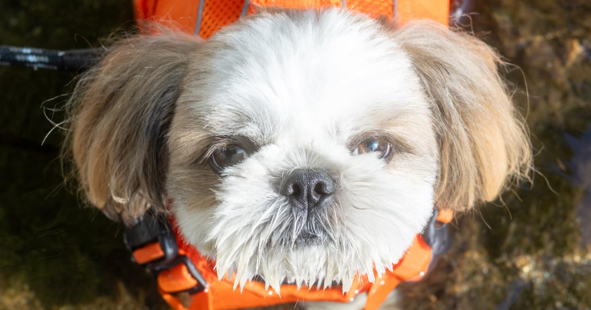 TypeScript / React / Nodeで一緒に開発しませんか？ - 合同会社aciassのWebエンジニアの採用 - Wantedly