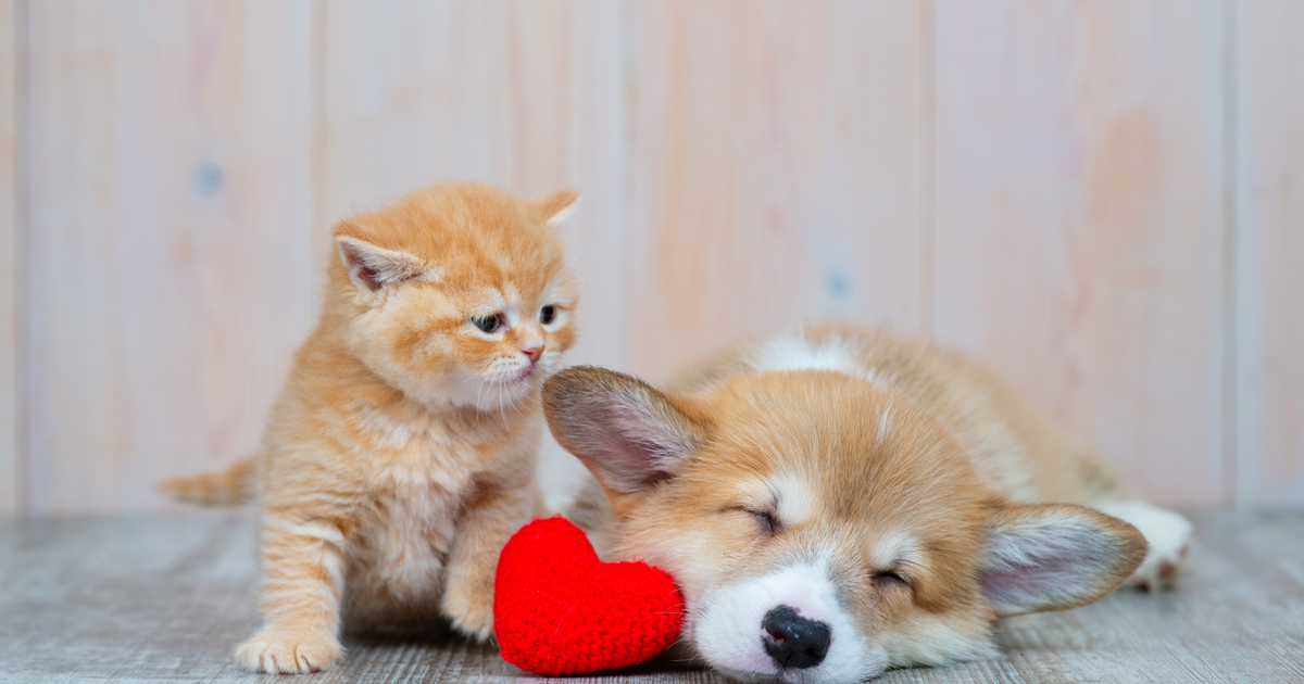 デザイン力で会社を加速させるWebデザイナー募集！ - 株式会社TYLのデザイン・アートの採用 - Wantedly