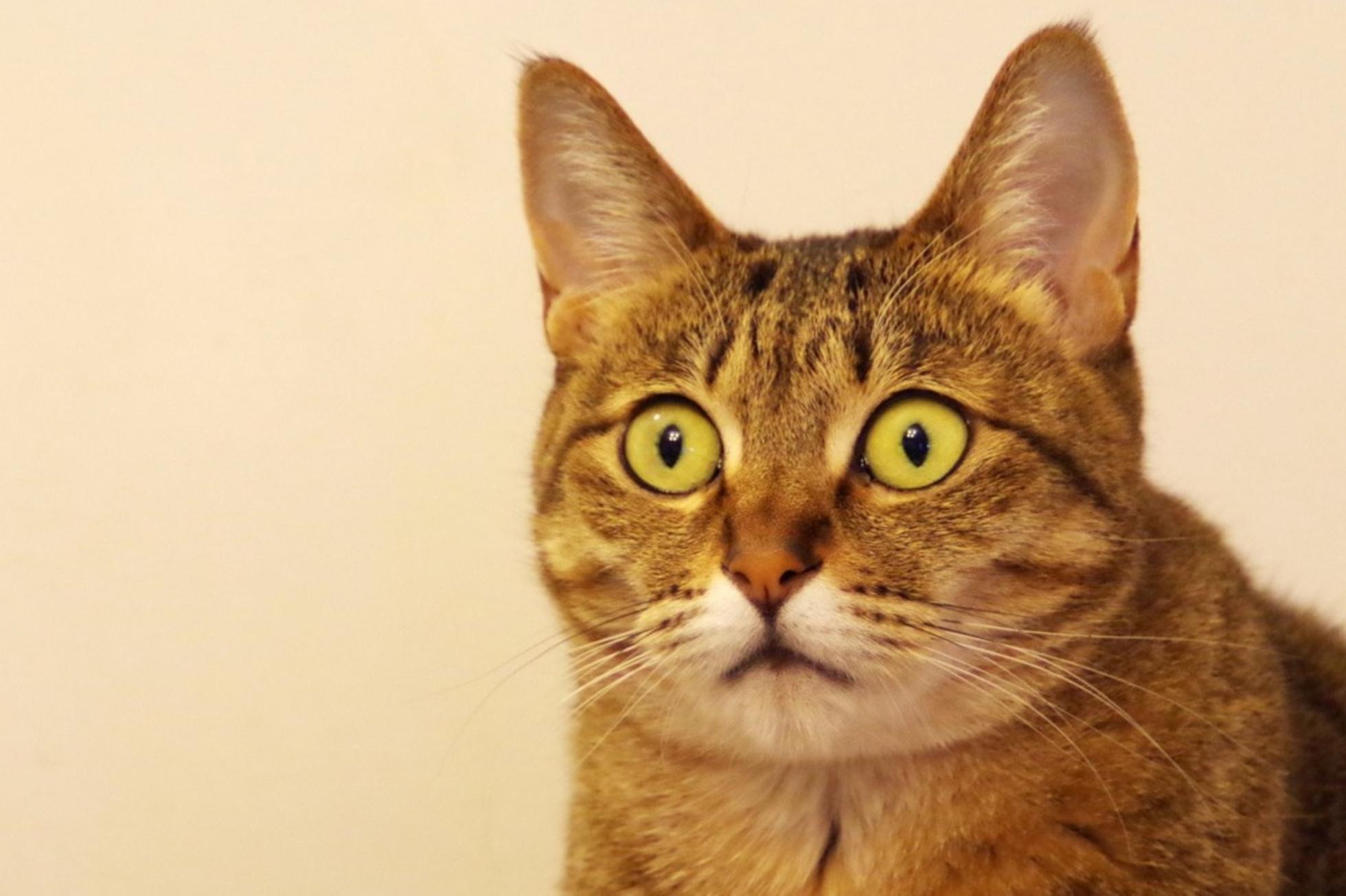 AI駆動で進める自社SaaSのRailsエンジニア募集！ - 株式会社SIMULA LabsのWebエンジニアの採用 - Wantedly