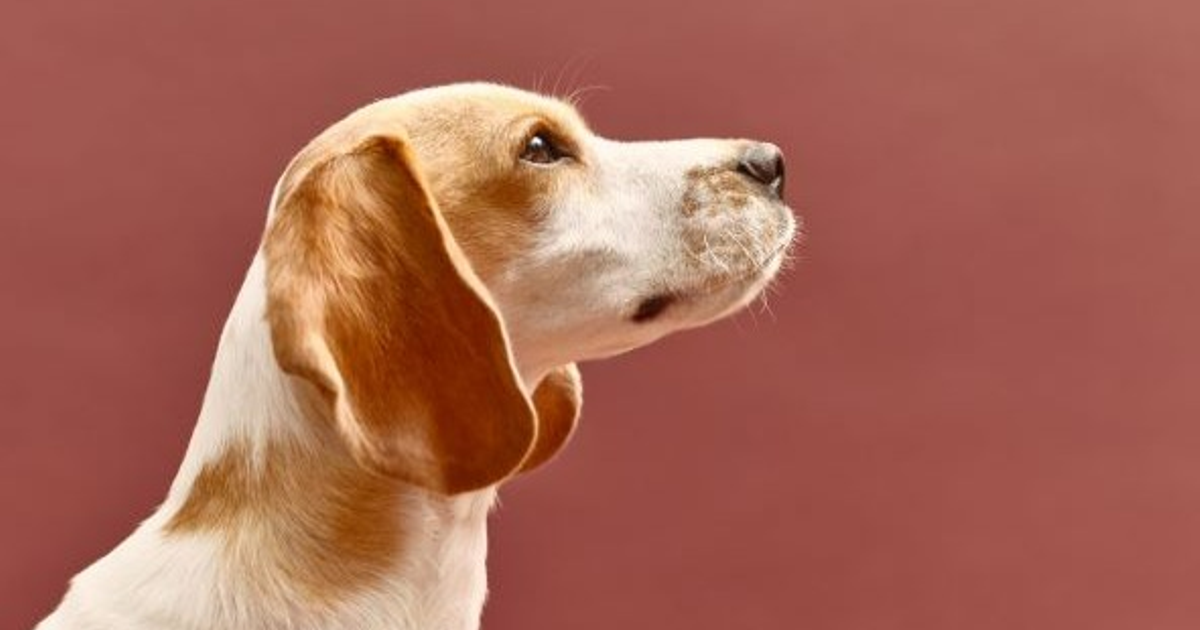 上場準備中：WEBデザイナー：メインはLPのデザインです - 株式会社KINSのデザイン・アートの採用 - Wantedly