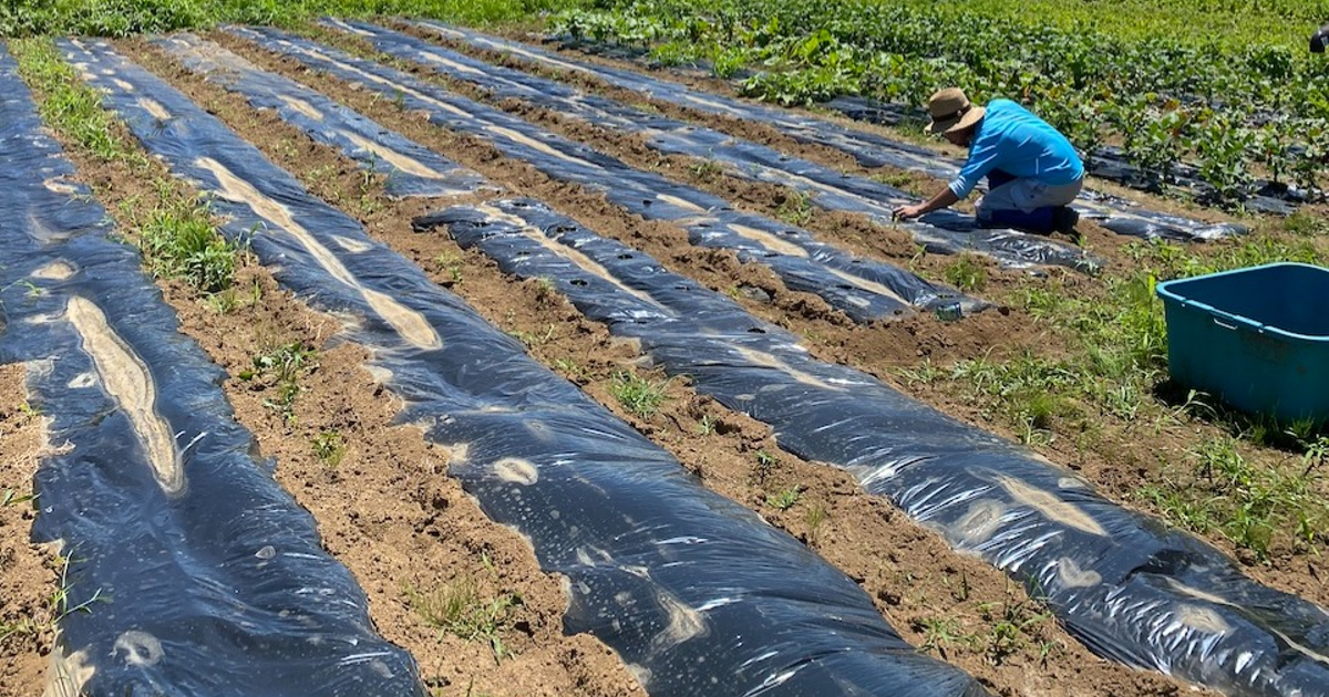 新規サービス立ち上げ中。地方で農業とWEBの力を広げたい - 合同会社REPOCのWebエンジニアの採用 - Wantedly