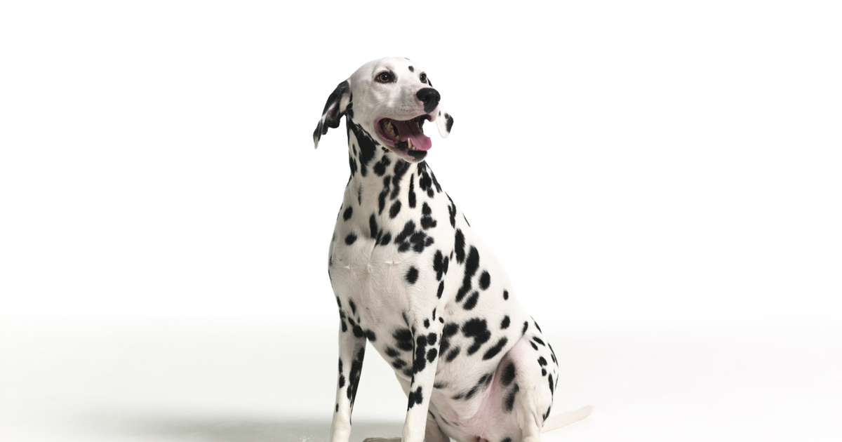 動物病院の人事課題と向き合う、HRのRPOをお任せします！ - 株式会社TYLのカスタマーサクセスの採用 - Wantedly