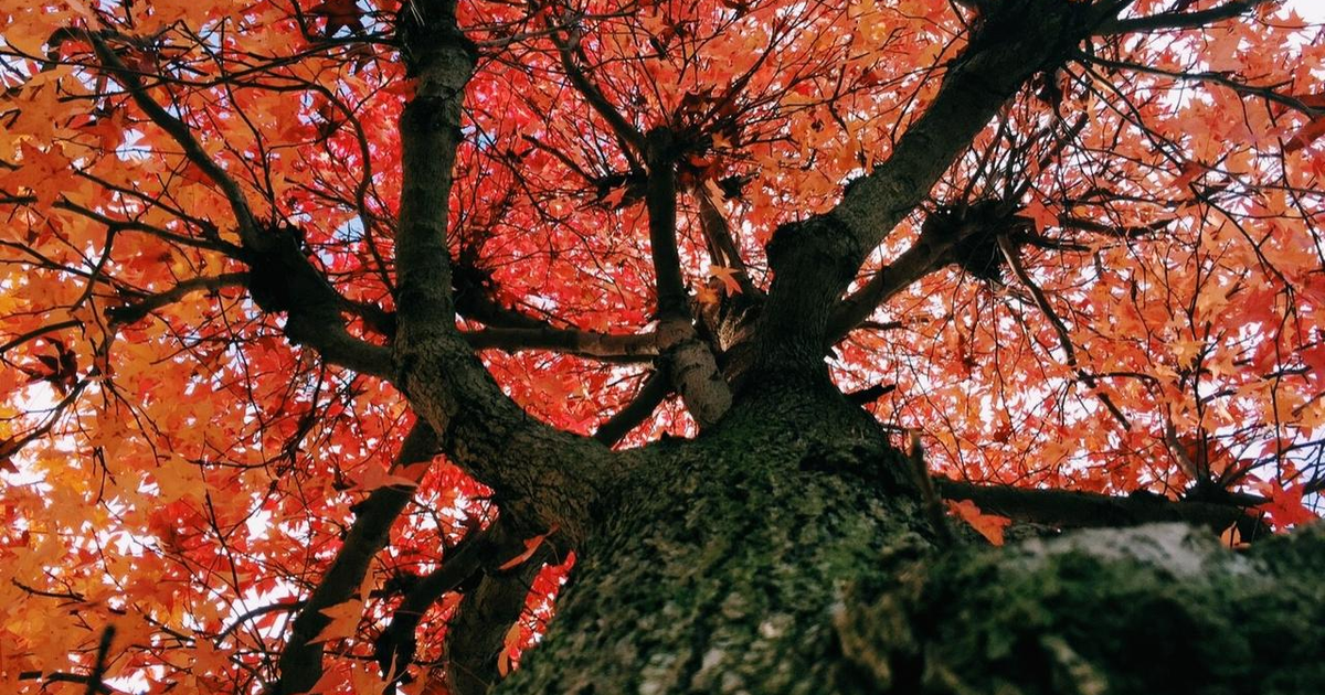 フロントエンジニア候補生！ENGEIで実力を付けて開発案件に挑戦しよう！ - 株式会社ENGEIのWebエンジニアの採用 - Wantedly