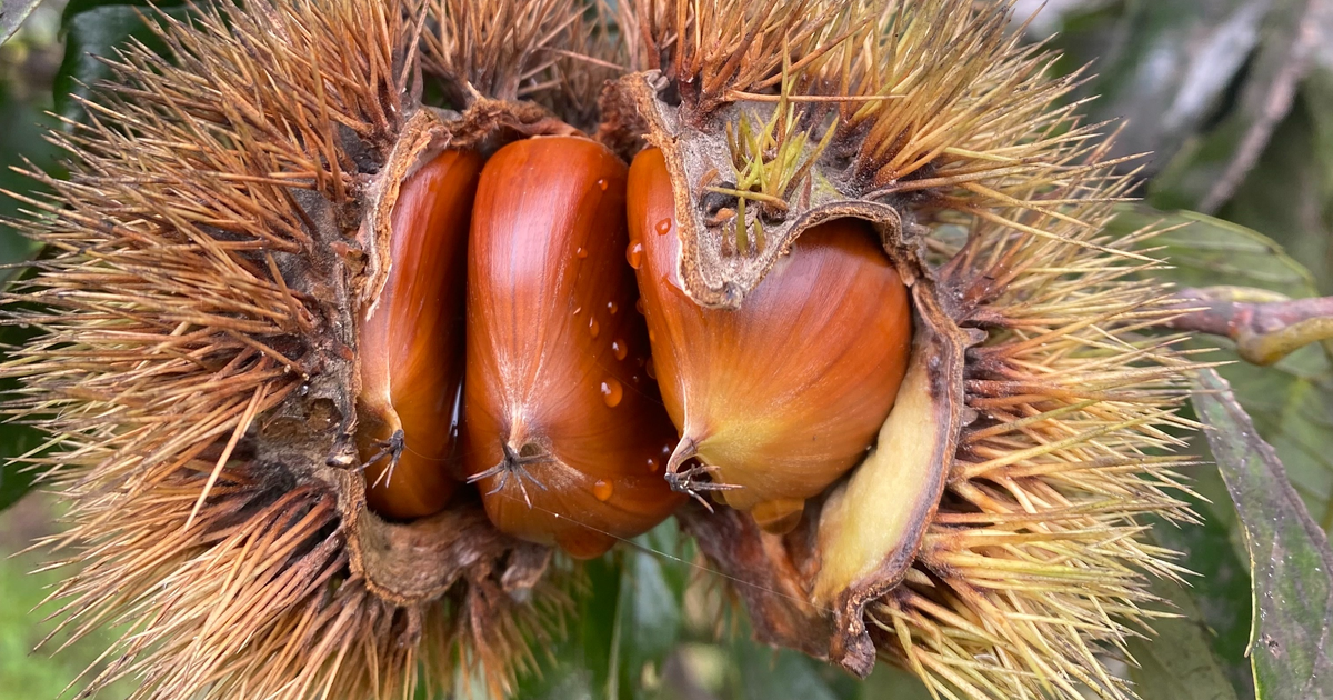 2024年IT×地方創生新規サービス。エンジニア経験浅くても歓迎します - 合同会社REPOCのWebエンジニアの採用 - Wantedly