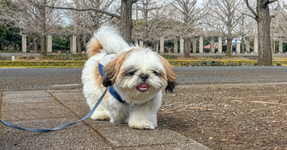 WEBエンジニア募集！のびのびと働ける環境を探しませんか？ - 合同会社aciassのWebエンジニアの採用 - Wantedly