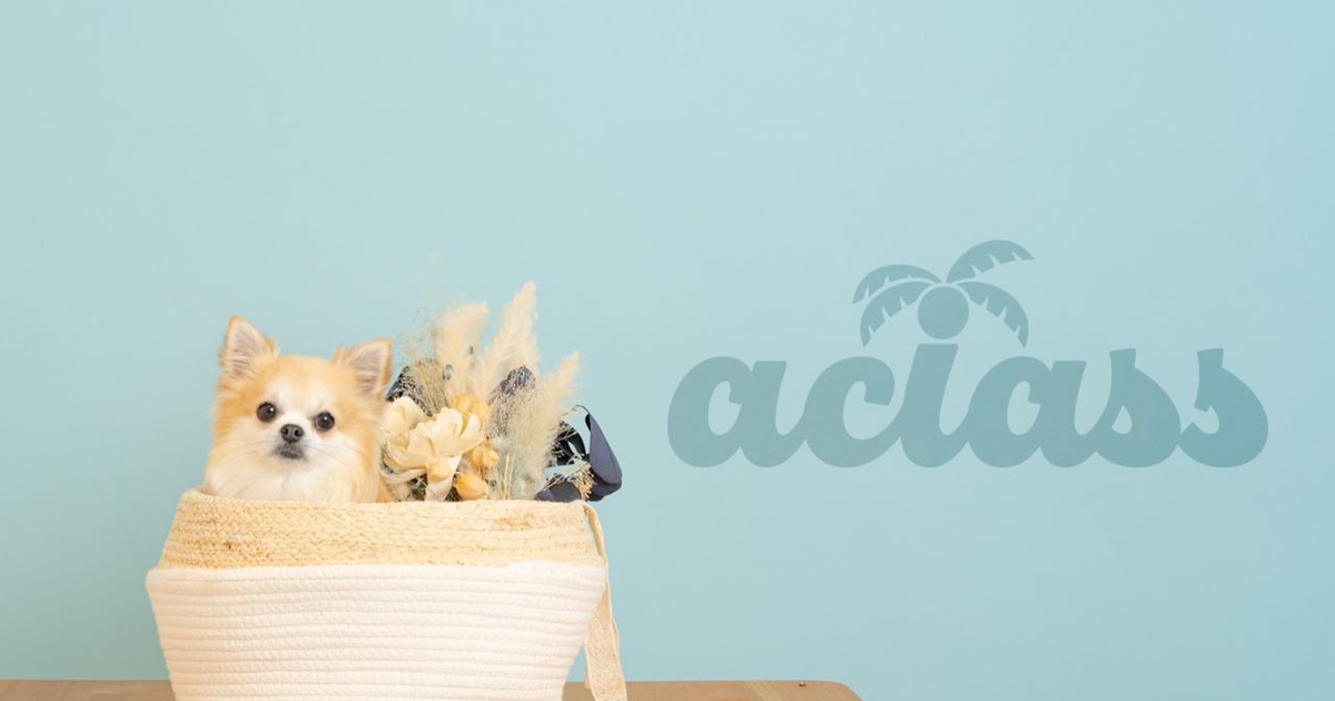 新年度スタート！WEBエンジニアさん募集！ - 合同会社aciassのWebエンジニアの採用 - Wantedly