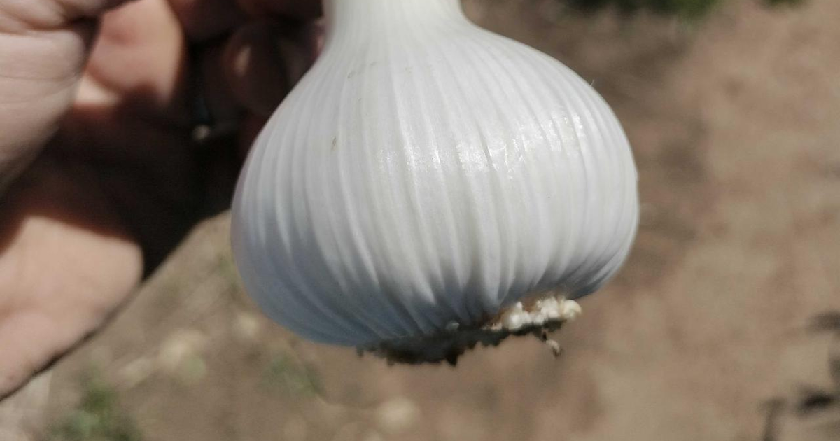 新規サービス開始。フロントエンジニア経験浅くても歓迎します！ - 合同会社REPOCのWebエンジニアの採用 - Wantedly