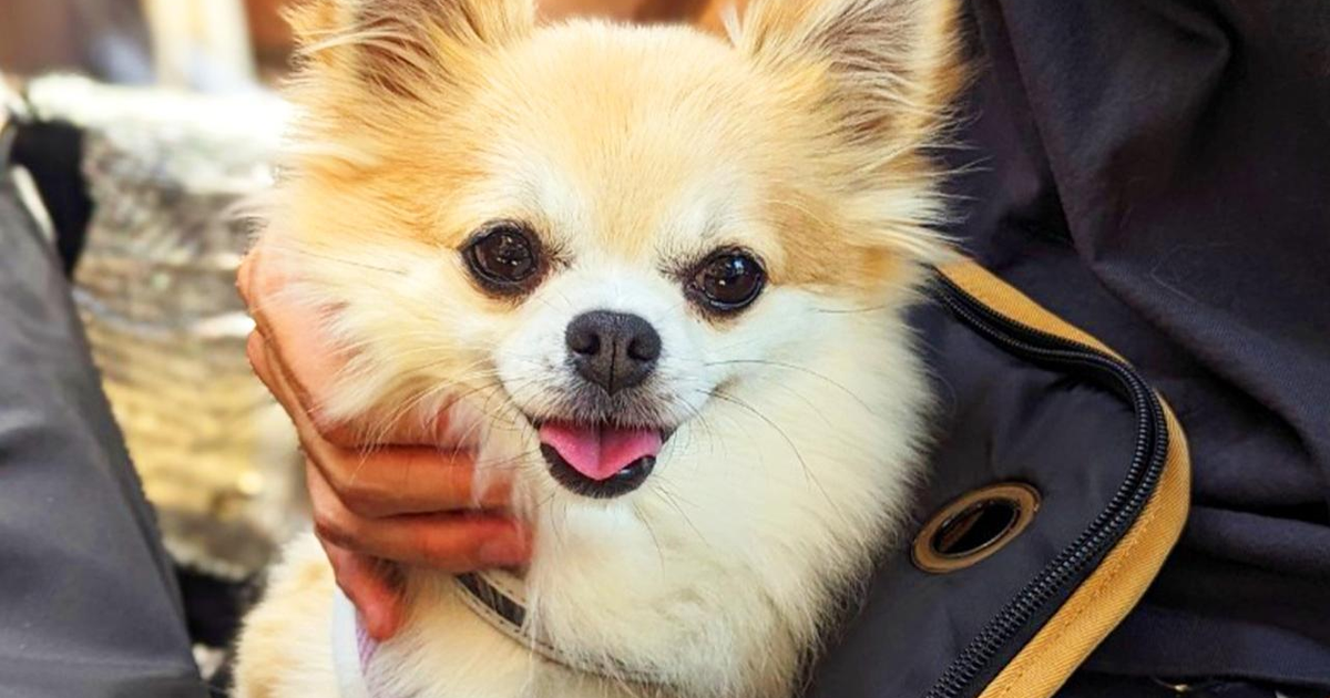 TypeScript/React.js/Node.jsに興味ありませんか？ - 合同会社aciassのWebエンジニアの採用 - Wantedly