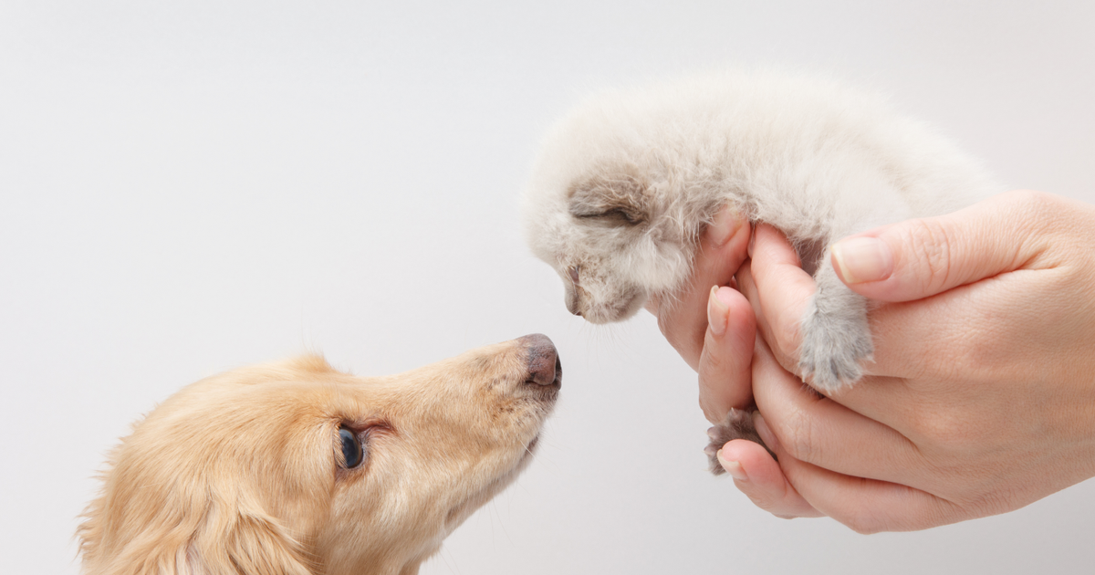 すごいベンチャー100選：ペットと飼い主に寄り添うサービスを設計します！ - 株式会社TYLのWebエンジニアの採用 - Wantedly