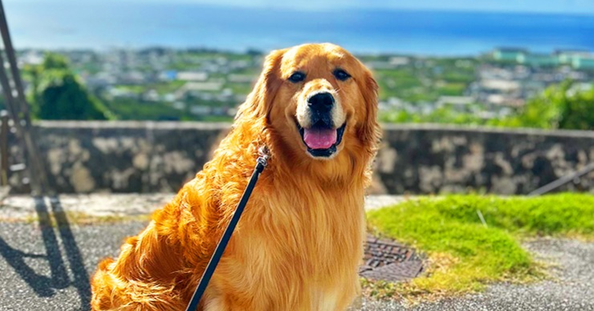 愛犬と一緒に楽しむごはん体験、プロダクトで広げよう！ - 合同会社aciassのWebエンジニアの採用 - Wantedly