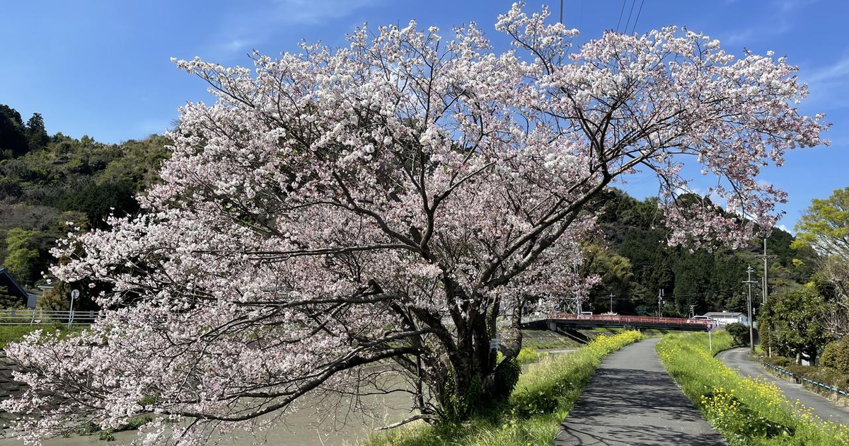 〜花見の起源〜 なぜ日本人は桜が好きなのか | 株式会社EPLGA