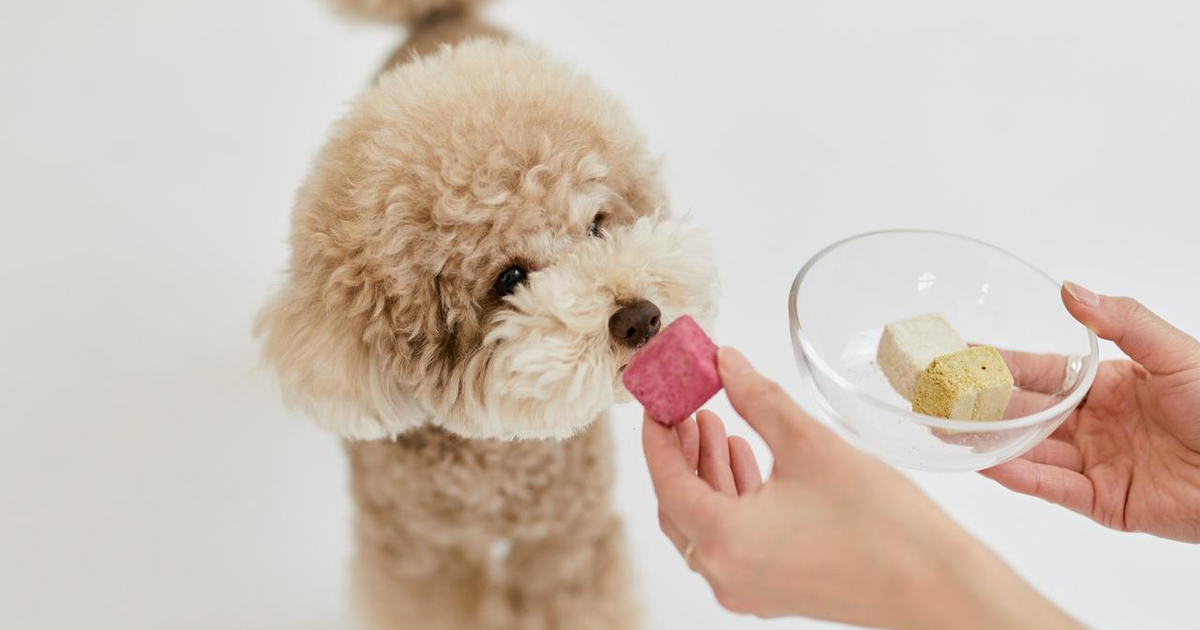 SNSマーケティングに興味のある学生さん募集！ペットフードのPRを担当 - 株式会社ゼロアクセルのWebマーケティングの採用 - Wantedly