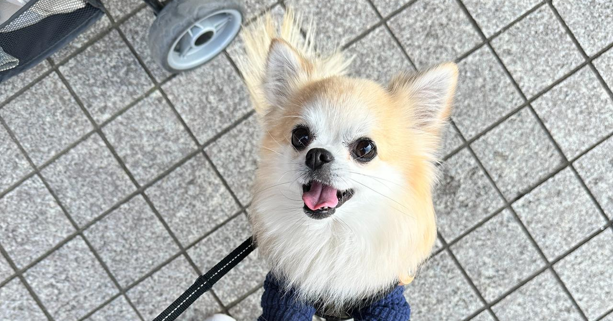 TypeScript/React.js/Node.js！エンジニア募集！ - 合同会社aciassのWebエンジニアの採用 - Wantedly