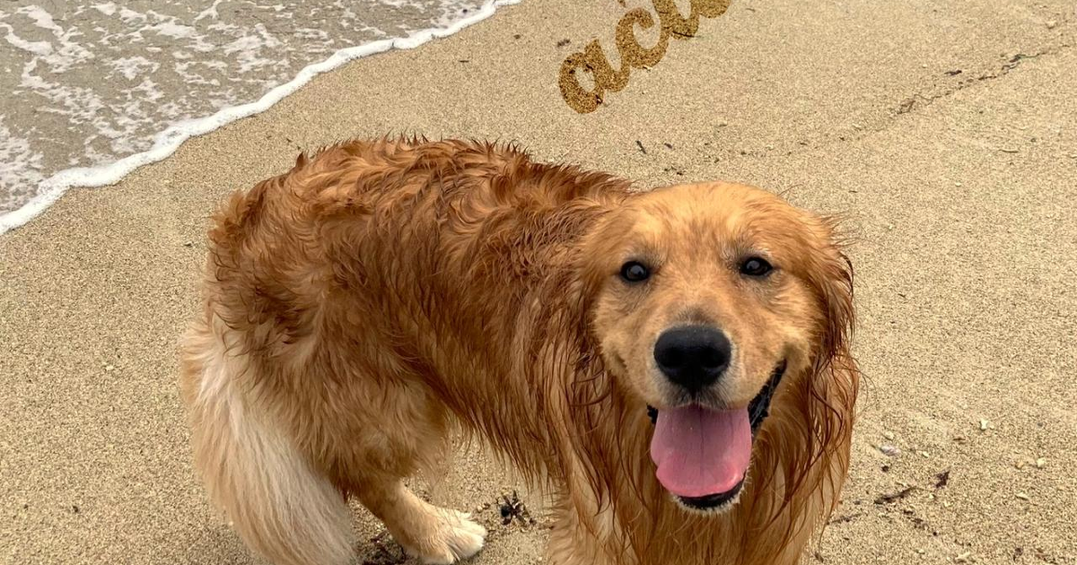 Webエンジニアさん募集！PHP！JavaScript！ - 合同会社aciassのWebエンジニアの採用 - Wantedly