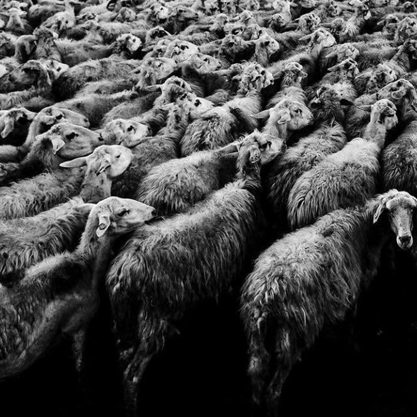 Members at Black white Sheep Pte Ltd - Wantedly