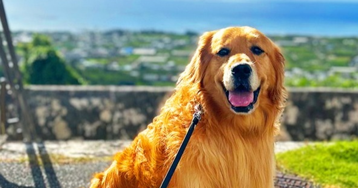 ReactやNode.jsを使って一緒に新規サービスを作りませんか？ - 合同会社aciassのWebエンジニアの採用 - Wantedly