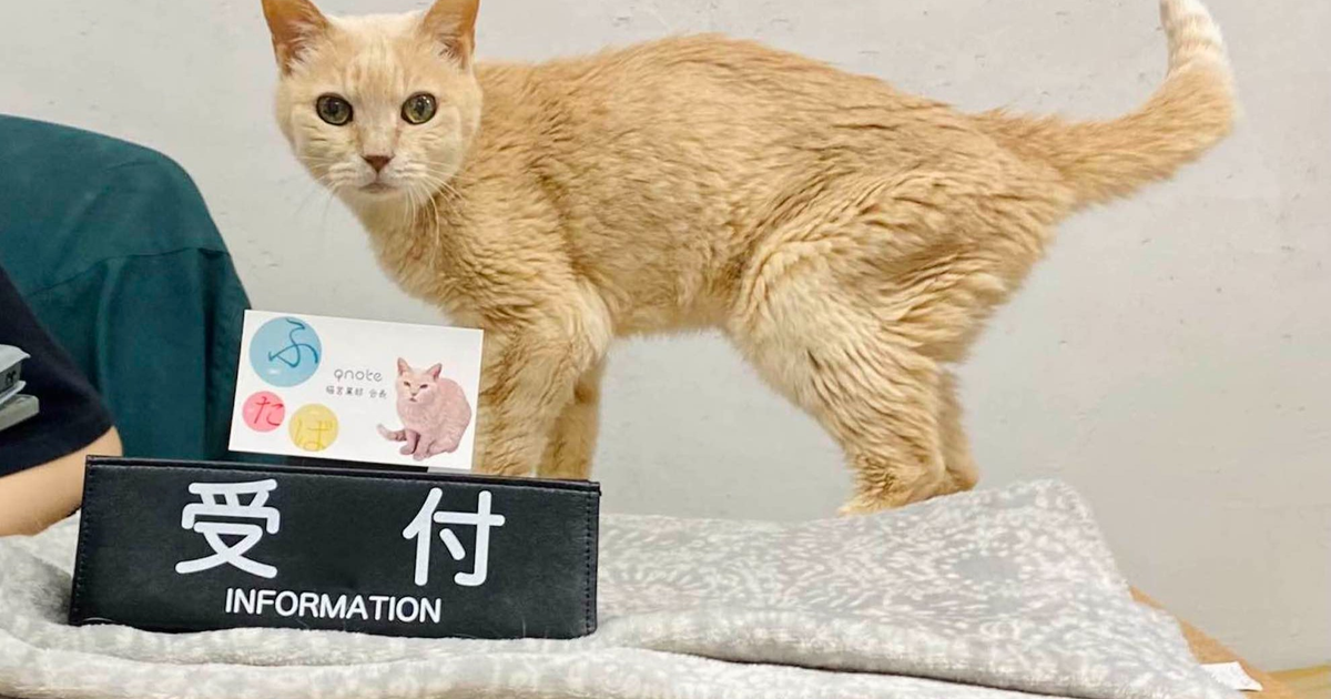 猫好きPHPエンジニア募集！Laravel + Vue.jsでweb開発！ - 株式会社 qnoteのWebエンジニアの採用 - Wantedly