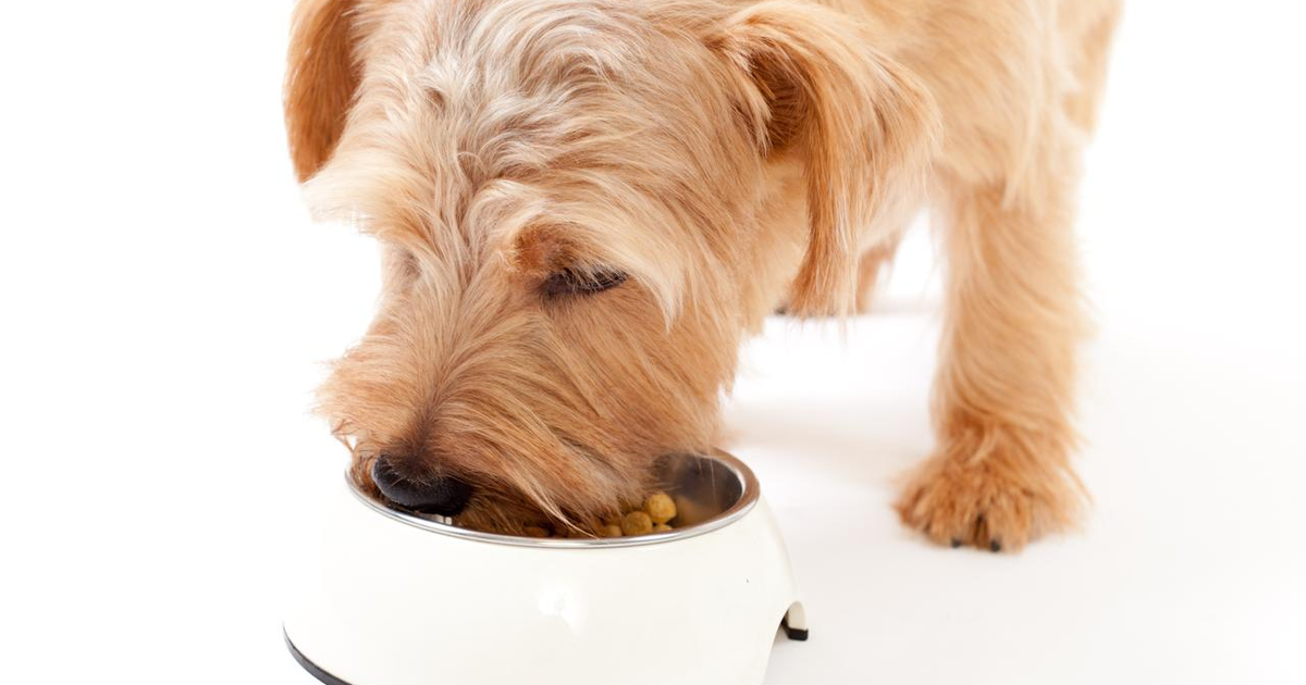 チームを牽引！ペット業界特化のキャリアアドバイザーマネージャー候補大募集！ - 株式会社TYLのキャリアコンサルタントの採用 - Wantedly