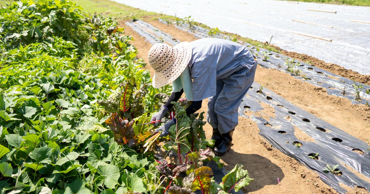 サーバーサイドエンジニア募集。PHP経験者優遇。 - 合同会社REPOCのWebエンジニアの採用 - Wantedly