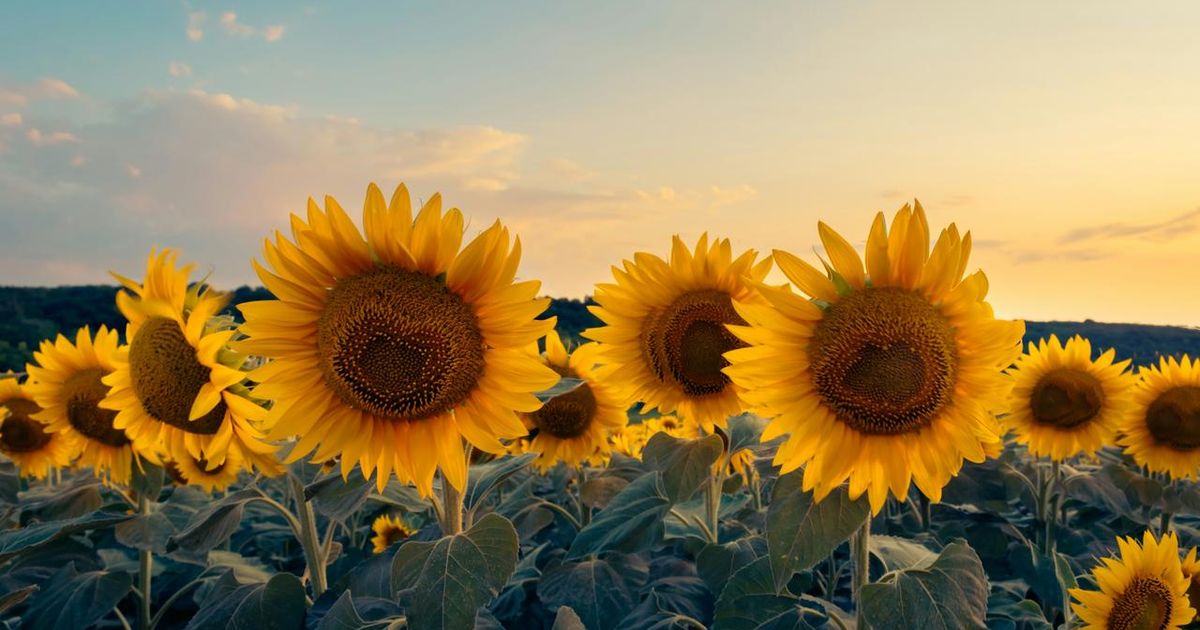 【FA Project 社員インタビュー008 】 | 株式会社FAProject