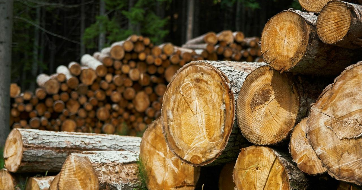 Unityを用いた自社開発！森林DX化に携わるUnityエンジニア募集 - 株式会社マプリィのWebエンジニアの採用 - Wantedly